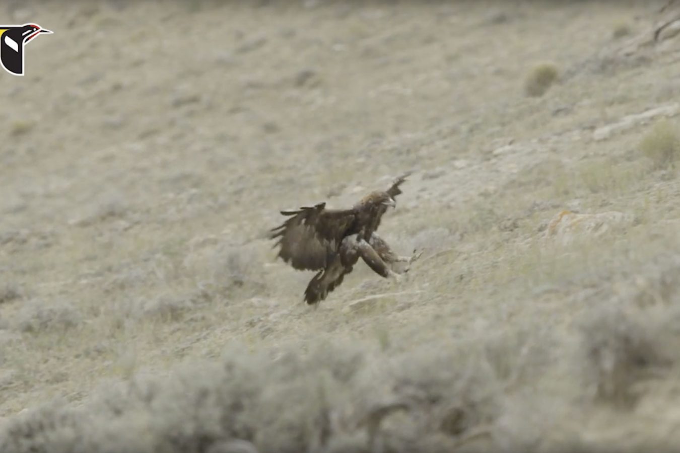 Golden Eagle | Bird Academy • The Cornell LabBird Academy • The Cornell Lab