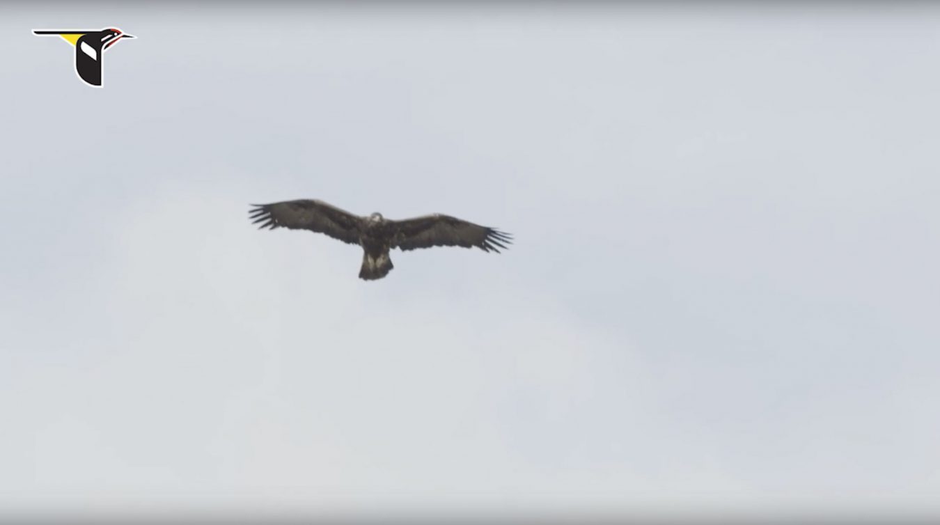 Golden Eagle | Bird Academy • The Cornell LabBird Academy • The Cornell Lab
