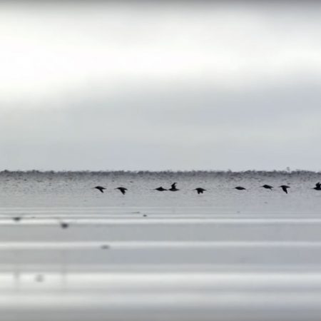 Golden Eagle in a Hunting Stoop | Bird Academy • The Cornell Lab