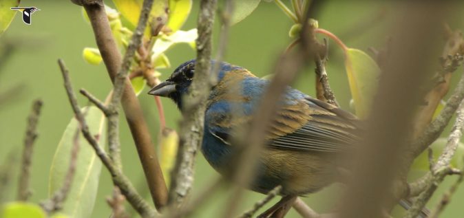 molting | Bird Academy • The Cornell LabBird Academy • The Cornell Lab