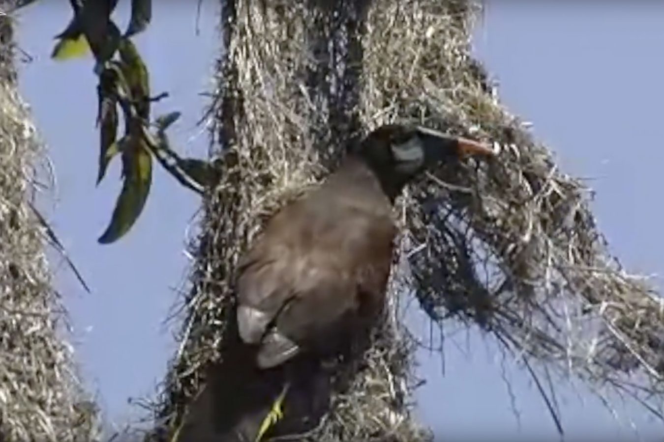 Nesting | Bird Academy • The Cornell LabBird Academy • The Cornell Lab