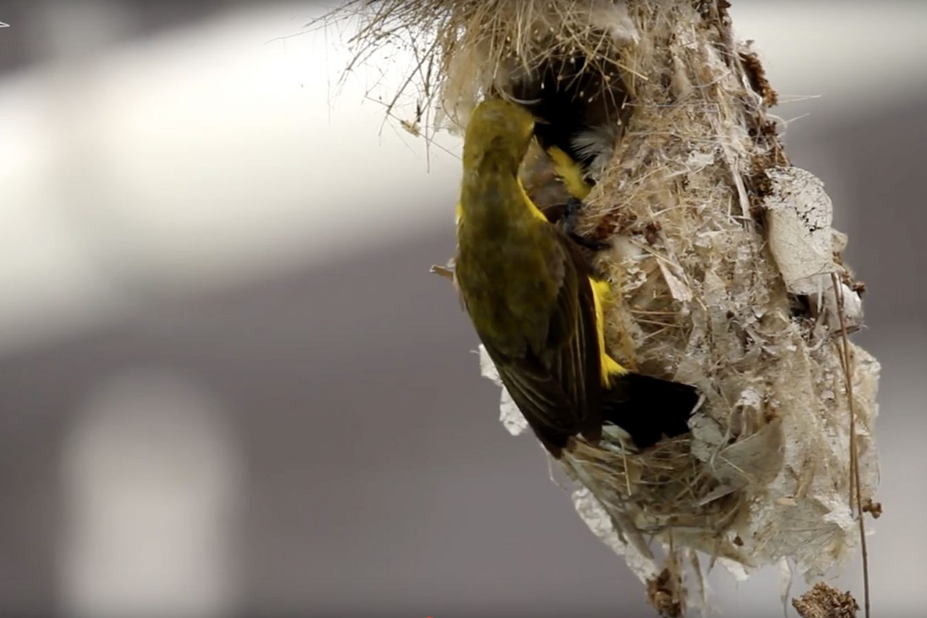 sunbird | Bird Academy • The Cornell LabBird Academy • The Cornell Lab