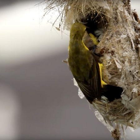 Cliff Swallows Build Nests From Mud | Bird Academy • The Cornell Lab