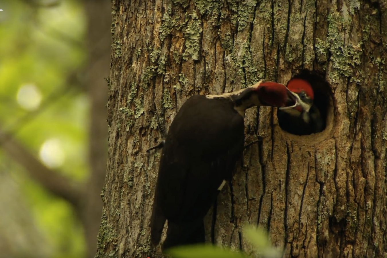 Nesting | Bird Academy • The Cornell LabBird Academy • The Cornell Lab