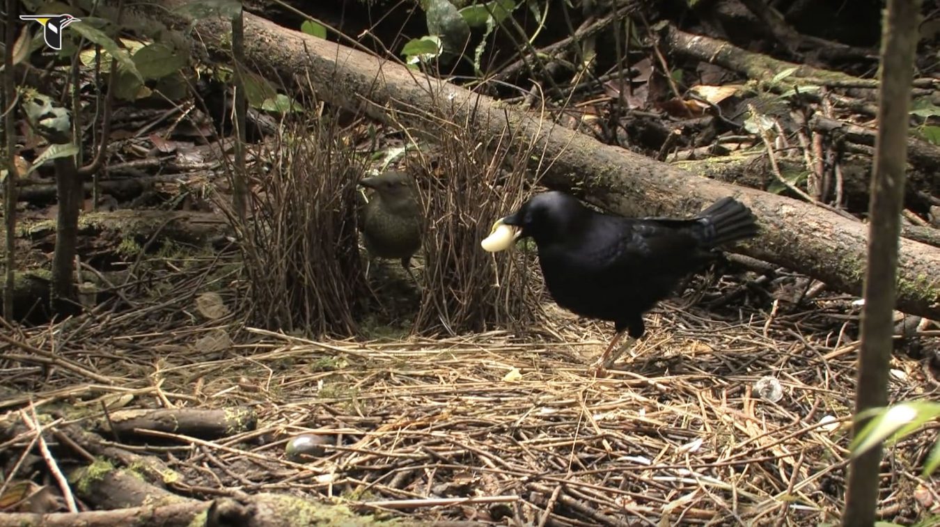 bowerbird | Bird Academy • The Cornell LabBird Academy • The Cornell Lab