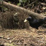 A Blue-gray Gnatcatcher Tends Its Nest | Bird Academy • The Cornell Lab