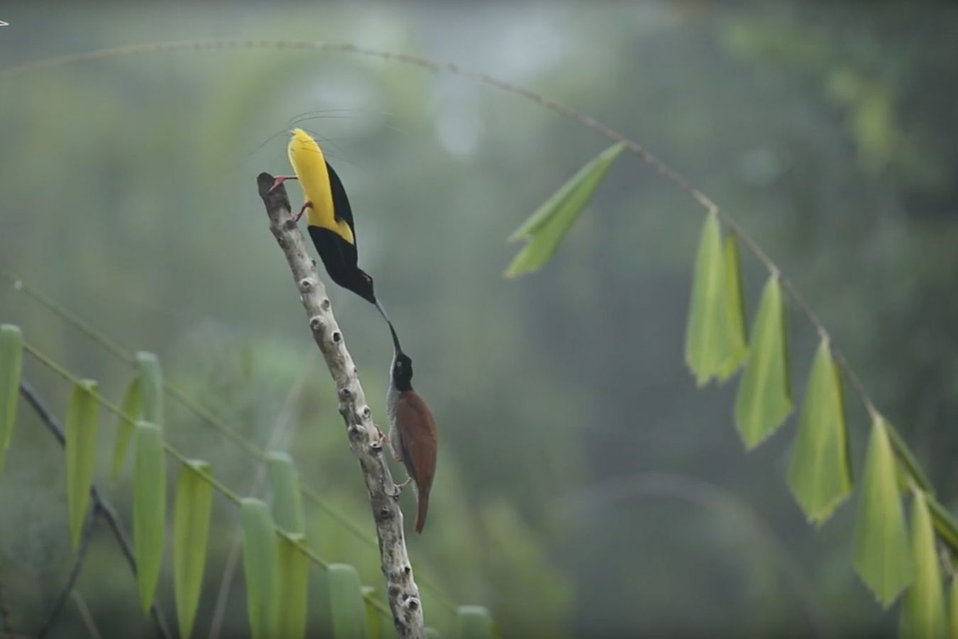 courtship | Bird Academy • The Cornell LabBird Academy • The Cornell Lab