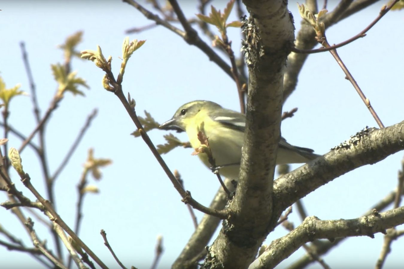 Food + Foraging | Bird Academy • The Cornell LabBird Academy • The ...