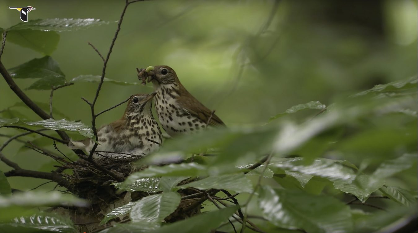 Wood Thrush | Bird Academy • The Cornell LabBird Academy • The Cornell Lab