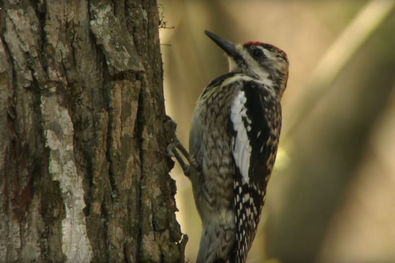 Food + Foraging | Bird Academy • The Cornell LabBird Academy • The ...