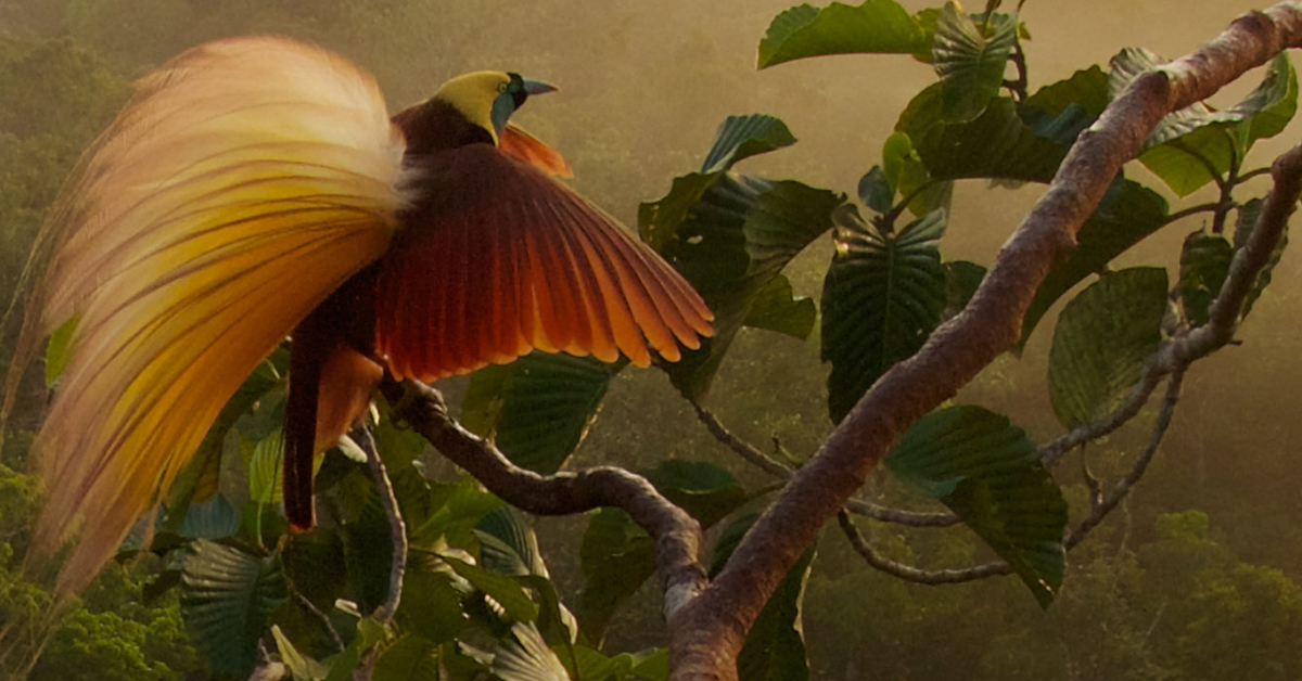 Ornithology: Comprehensive Bird Biology | Bird Academy • The Cornell Lab