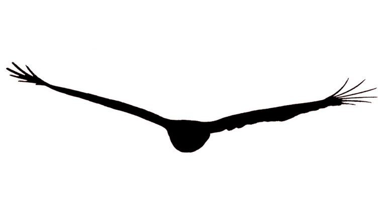 Turkey Vulture flying kevinjMcGowan1372-797_silhouette_1000x562px ...