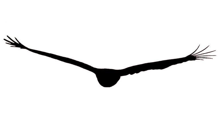 Turkey Vulture flying kevinjMcGowan1372-797_silhouette_1000x562px ...