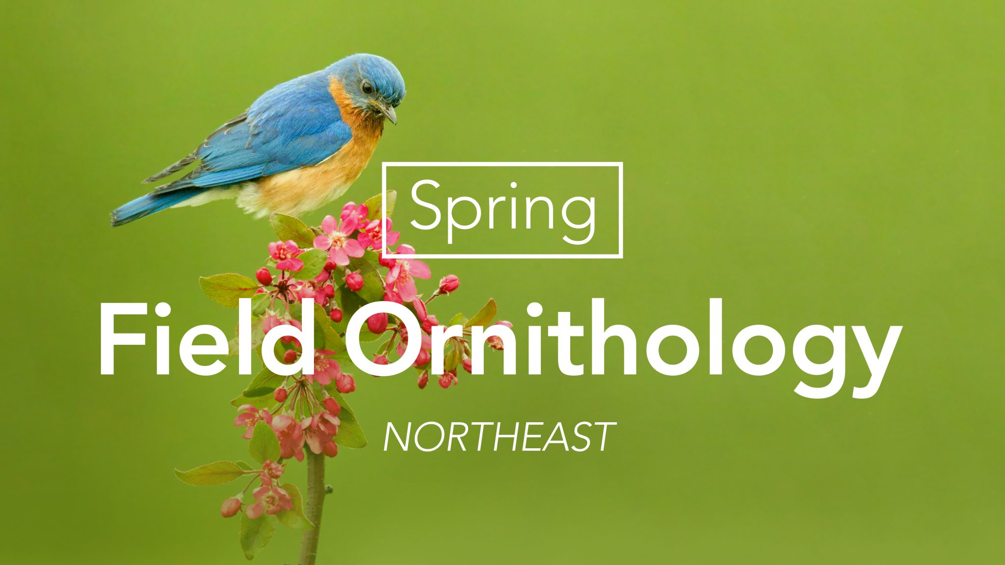 Spring Field Ornithology—Northeast | Bird Academy • The Cornell Lab