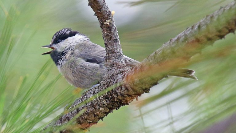 Mountain Chickadee | Bird Academy • The Cornell Lab