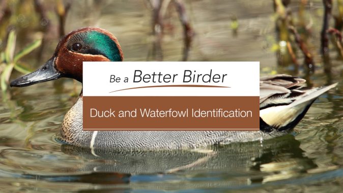 Be a Better Birder: Duck and Waterfowl Identification | Bird Academy ...