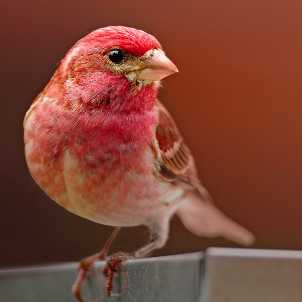 Behavior | Fields of Study | Bird Academy • The Cornell Lab