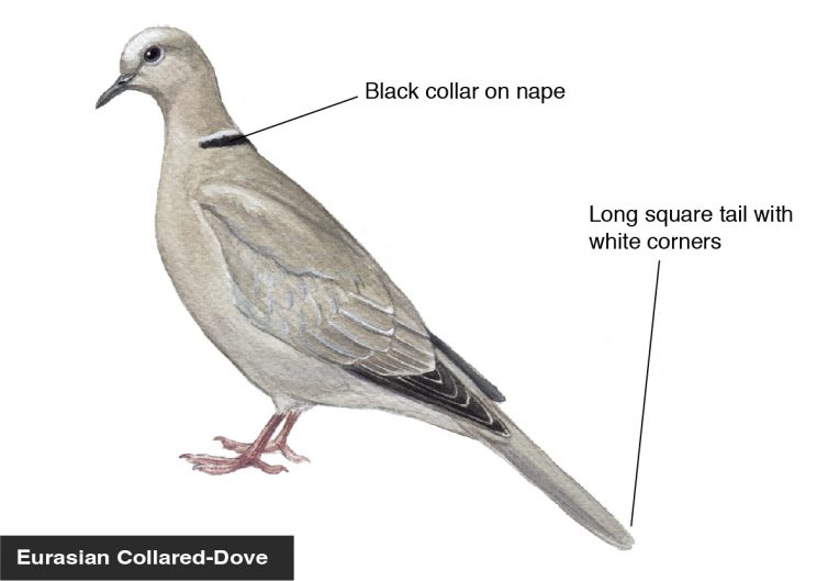 Eurasian Collared-Dove identification diagram | Bird Academy • The ...