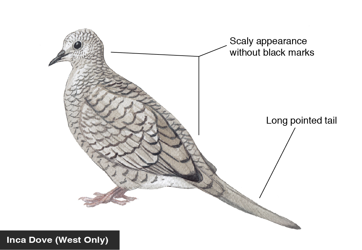 Inca Dove identification diagram | Bird Academy • The Cornell Lab