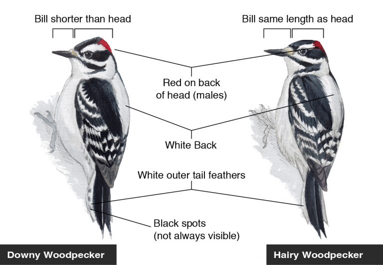 Downy and Hairy Woodpeckers | Bird Academy • The Cornell Lab