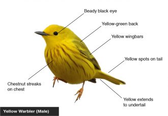Yellow Warbler Sample Lesson | Bird Academy • The Cornell Lab