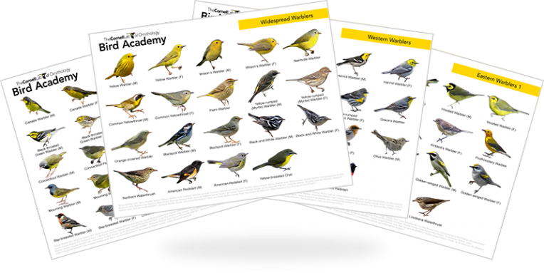 Be a Better Birder: Warbler Identification | Bird Academy • The Cornell Lab