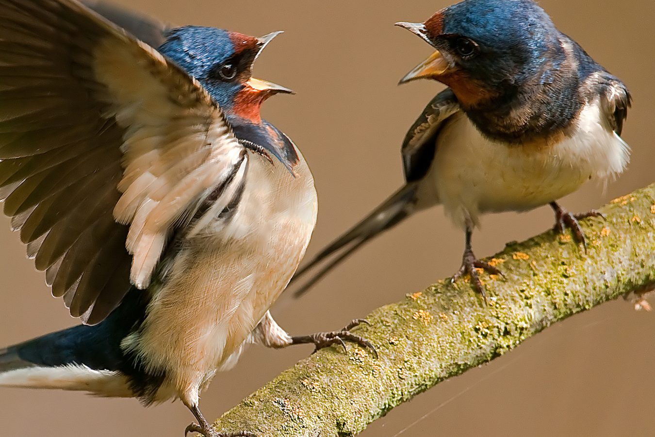 Behavior | Bird Academy • The Cornell LabBird Academy • The Cornell Lab