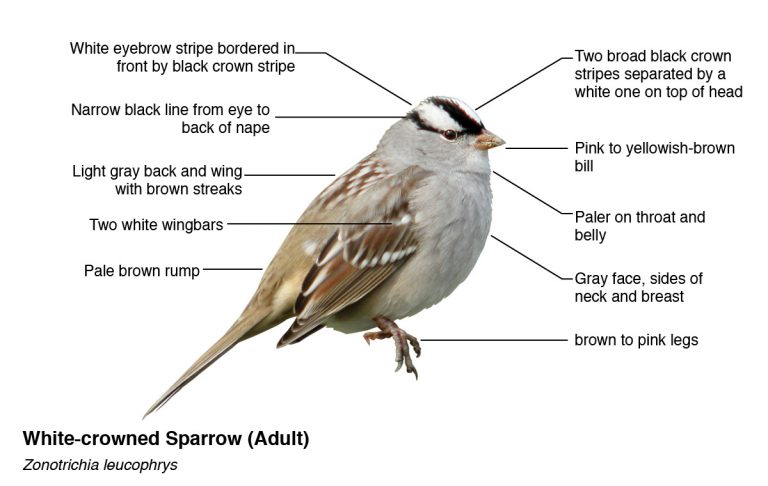 How to Identify a White-crowned Sparrow | Bird Academy