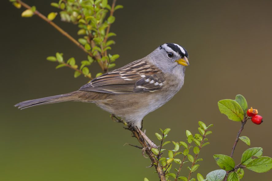 How to ID California Gulls and Short-billed Gulls | Bird Academy • The ...