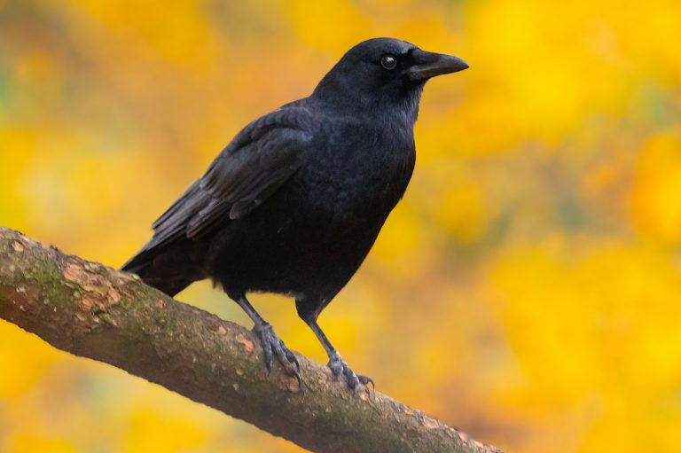 American Crows and Common Ravens | Bird Academy • The Cornell Lab