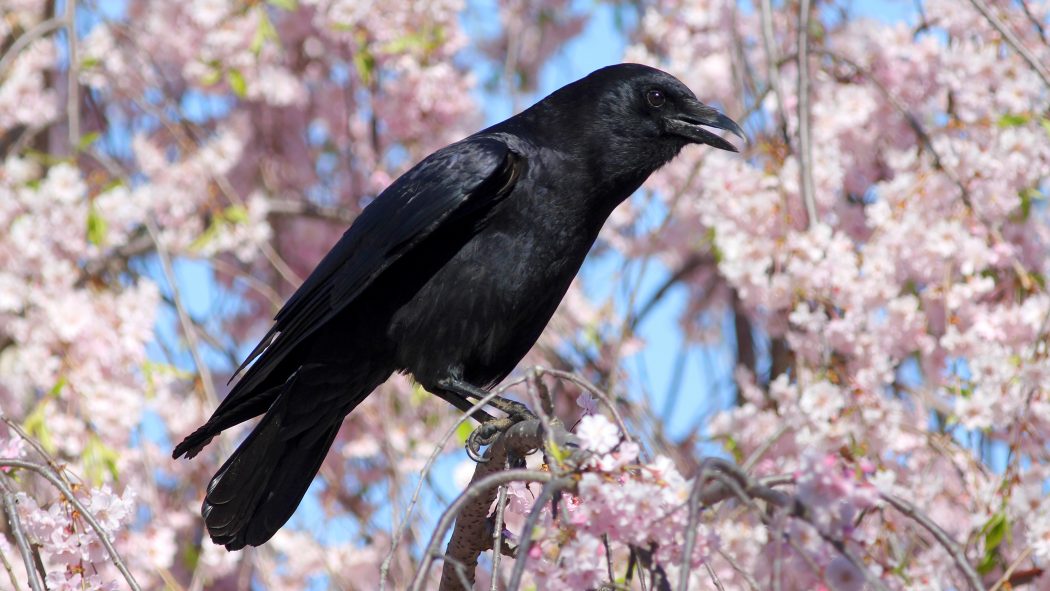 Anything but Common: The Hidden Life of the American Crow | Bird ...