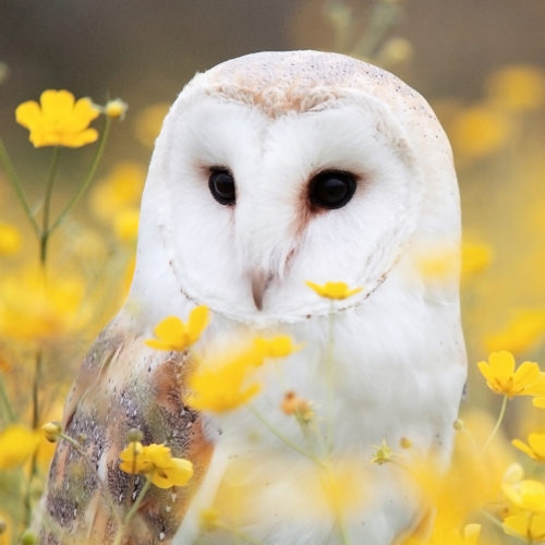 Bird Academy | Bird Academy • The Cornell Lab