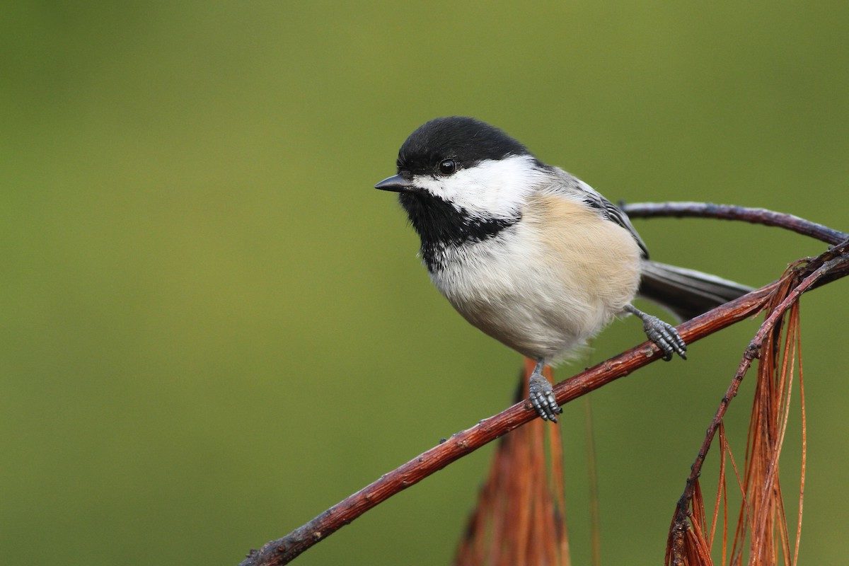 Joy of Birdwatching | Bird Academy • The Cornell Lab