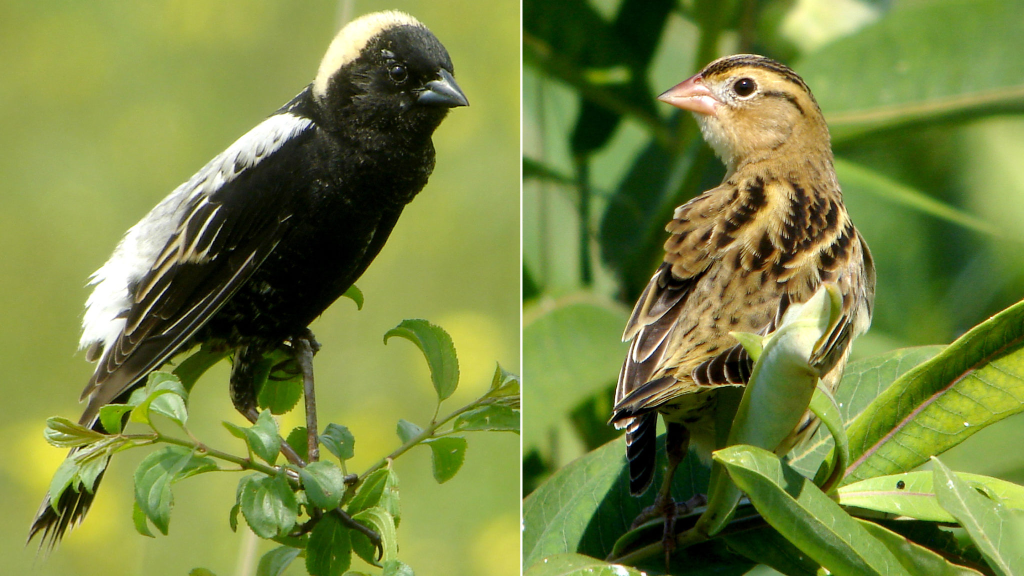 Free Preview: Joy of Birdwatching | Bird Academy • The Cornell Lab