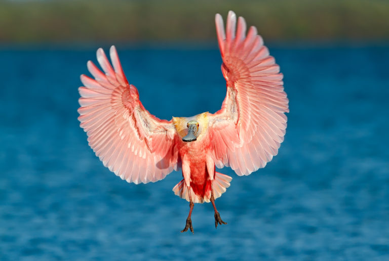 How to Photograph Birds in Flight with Melissa Groo | Bird Academy ...