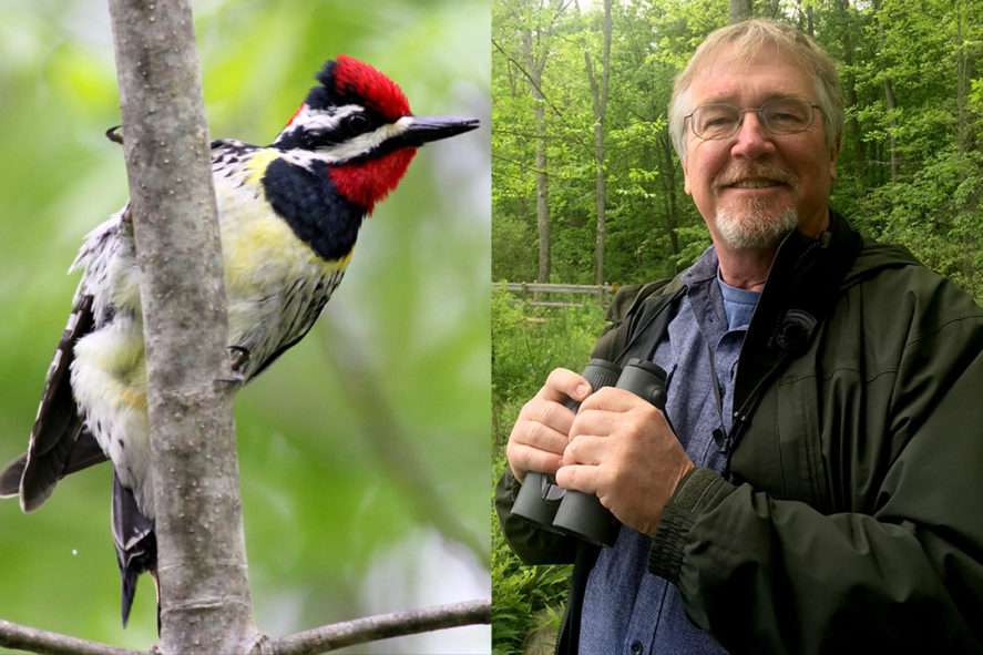 Webinars | Bird Academy • The Cornell Lab