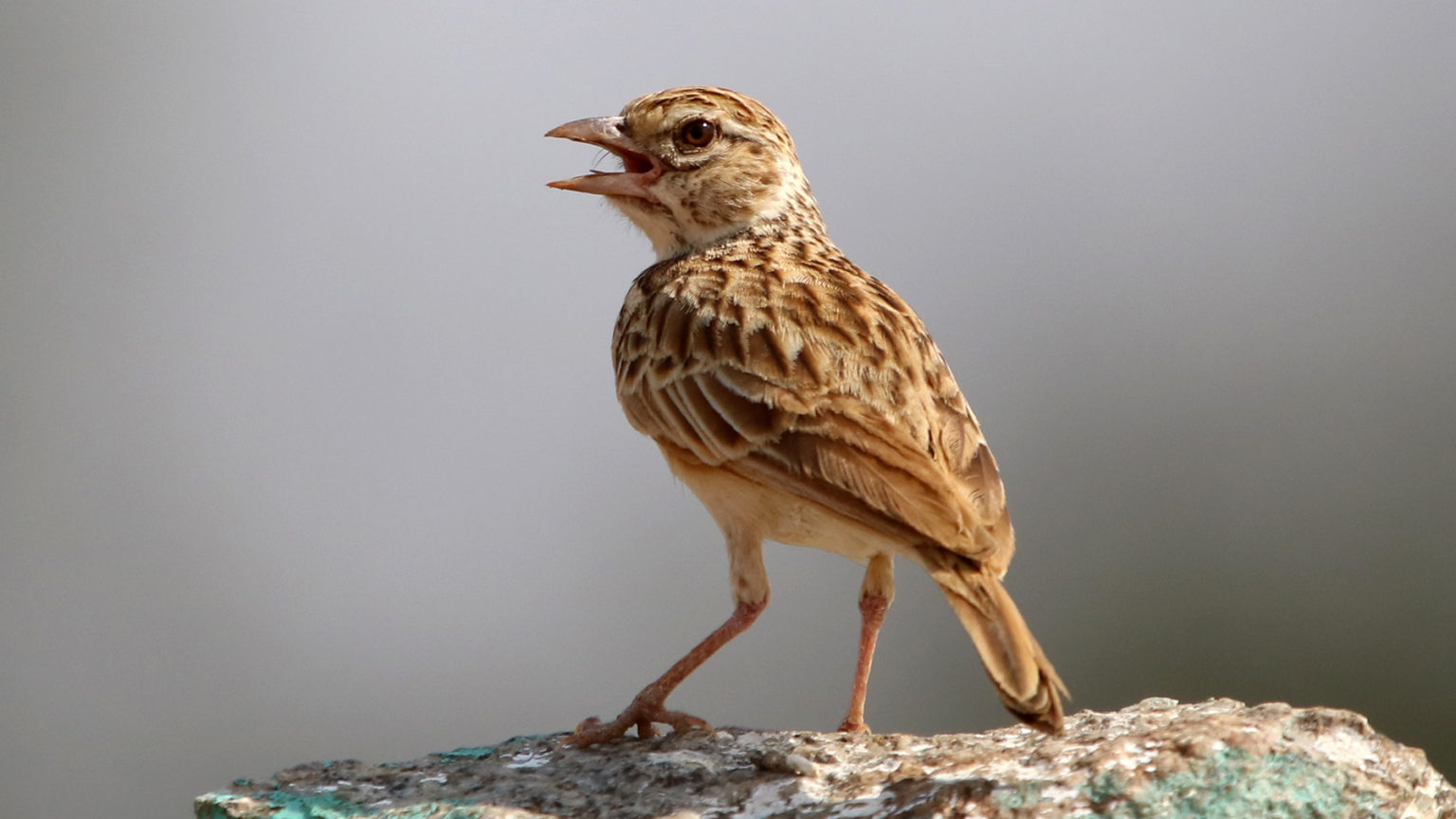 Free Preview: How to Record Bird Sounds | Bird Academy • The Cornell Lab