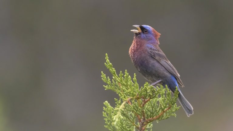 How to Record Bird Sounds | Bird Academy • The Cornell Lab