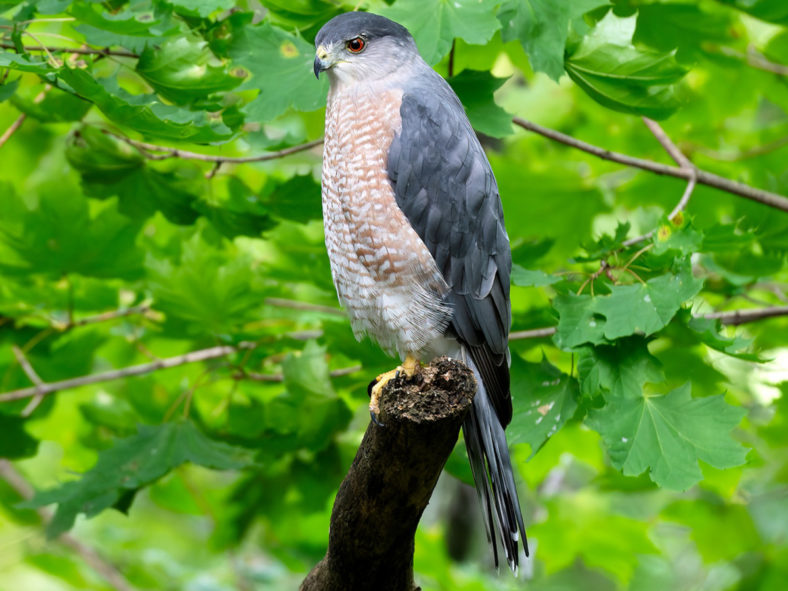Learn How to ID Sharp-shinned and Cooper's Hawks | Bird Academy
