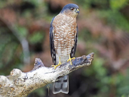 Learn How to ID Sharp-shinned and Cooper's Hawks | Bird Academy
