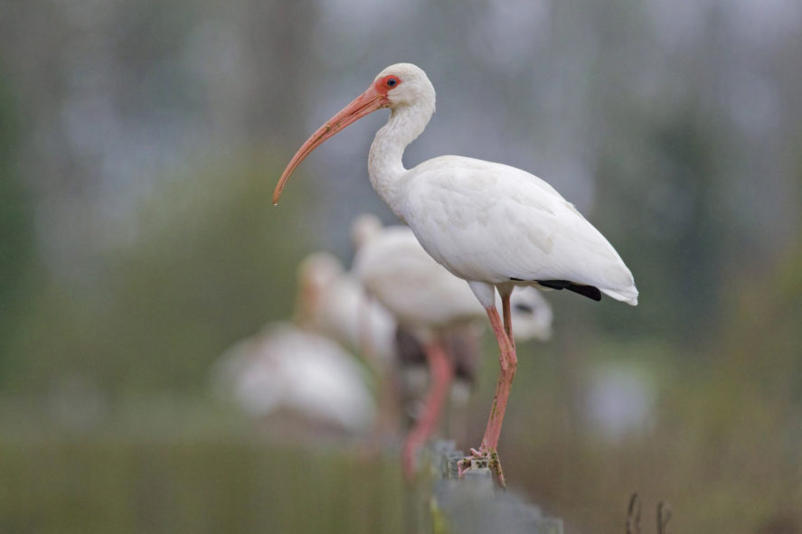 Be a Better Birder 1: Size and Shape | Bird Academy • The Cornell Lab