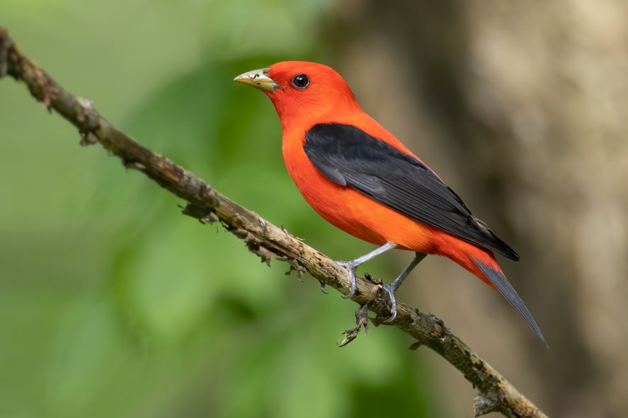 Be a Better Birder 2: Color and Pattern | Bird Academy • The Cornell Lab