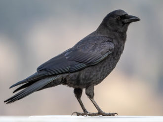 American Crows and Common Ravens | Bird Academy • The Cornell Lab