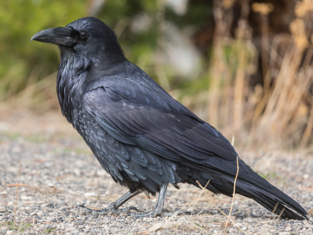 American Crows and Common Ravens | Bird Academy • The Cornell Lab
