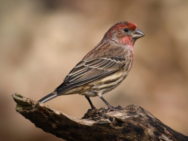 House Finches, Purple Finches, and Cassin's Finches | Bird Academy ...