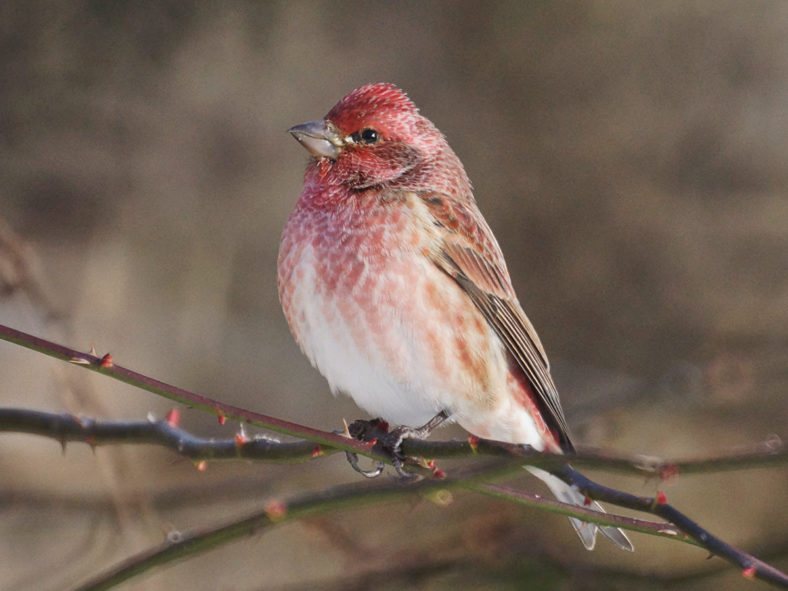 House Finches, Purple Finches, and Cassin's Finches | Bird Academy ...