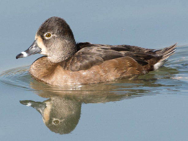 Lesser Scaup and Ring-necked Duck | Bird Academy • The Cornell Lab