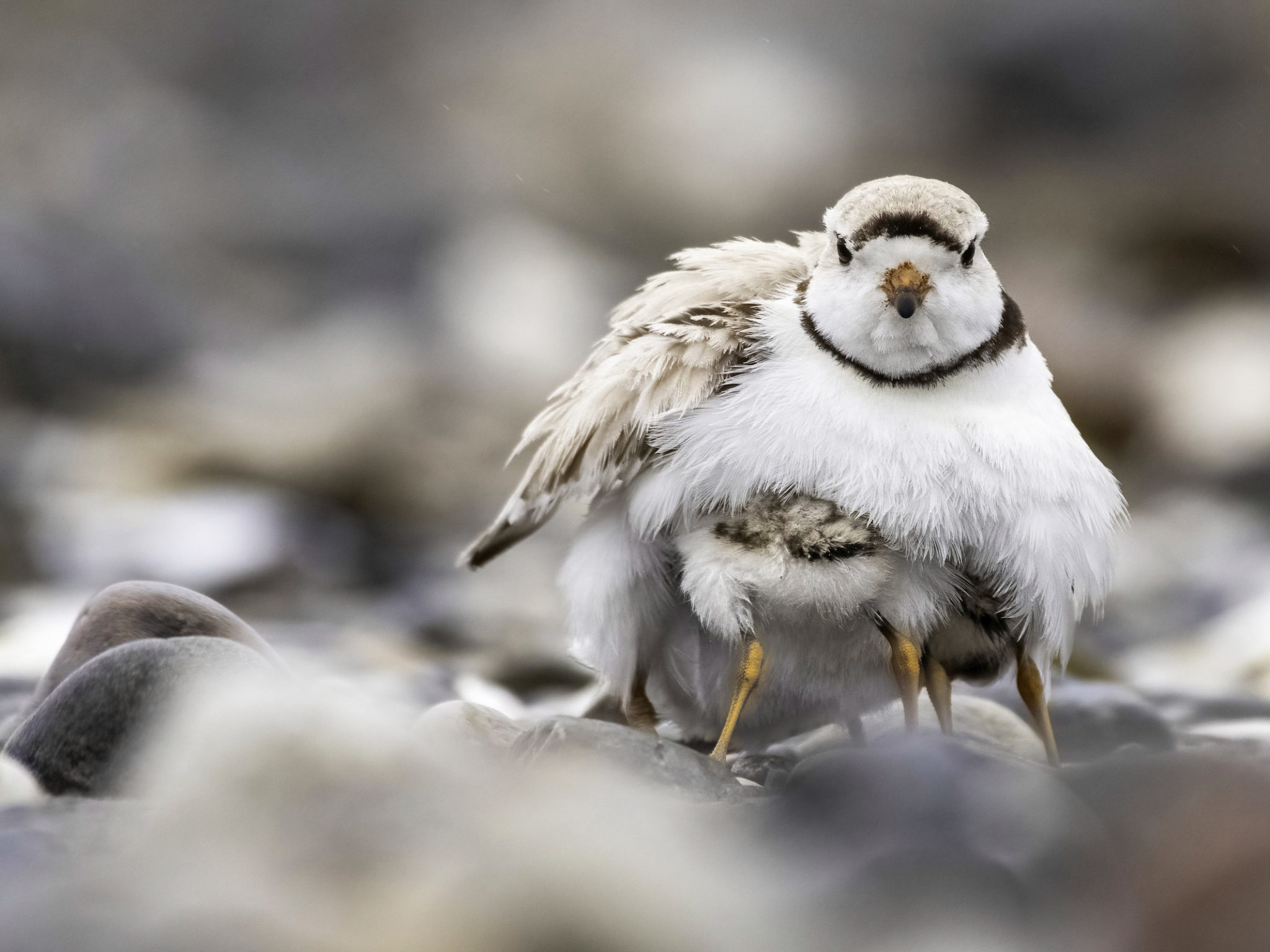 Be a Better Birder: Shorebird Identification | Bird Academy • The ...