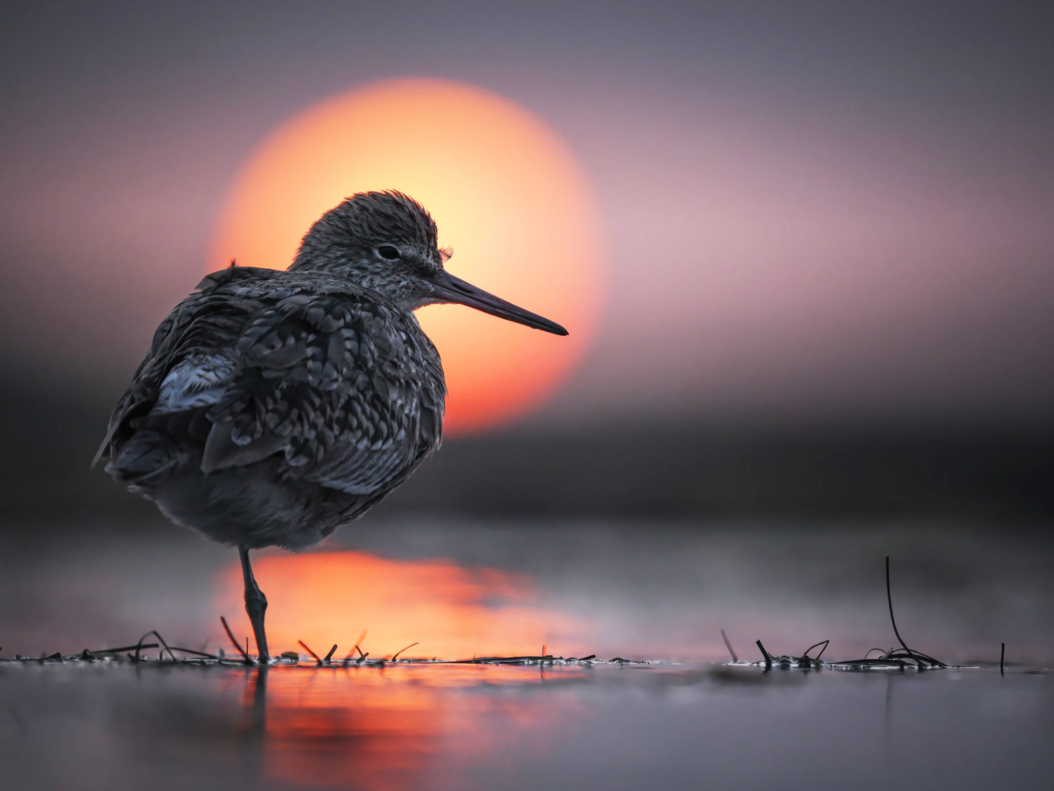 Be a Better Birder: Shorebird Identification | Bird Academy • The ...