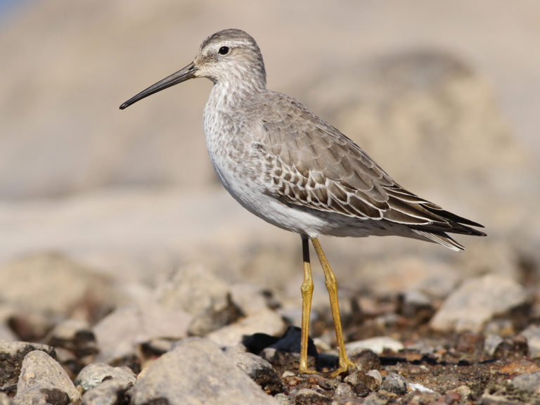 How to Identify Lesser Yellowlegs and Stilt Sandpiper